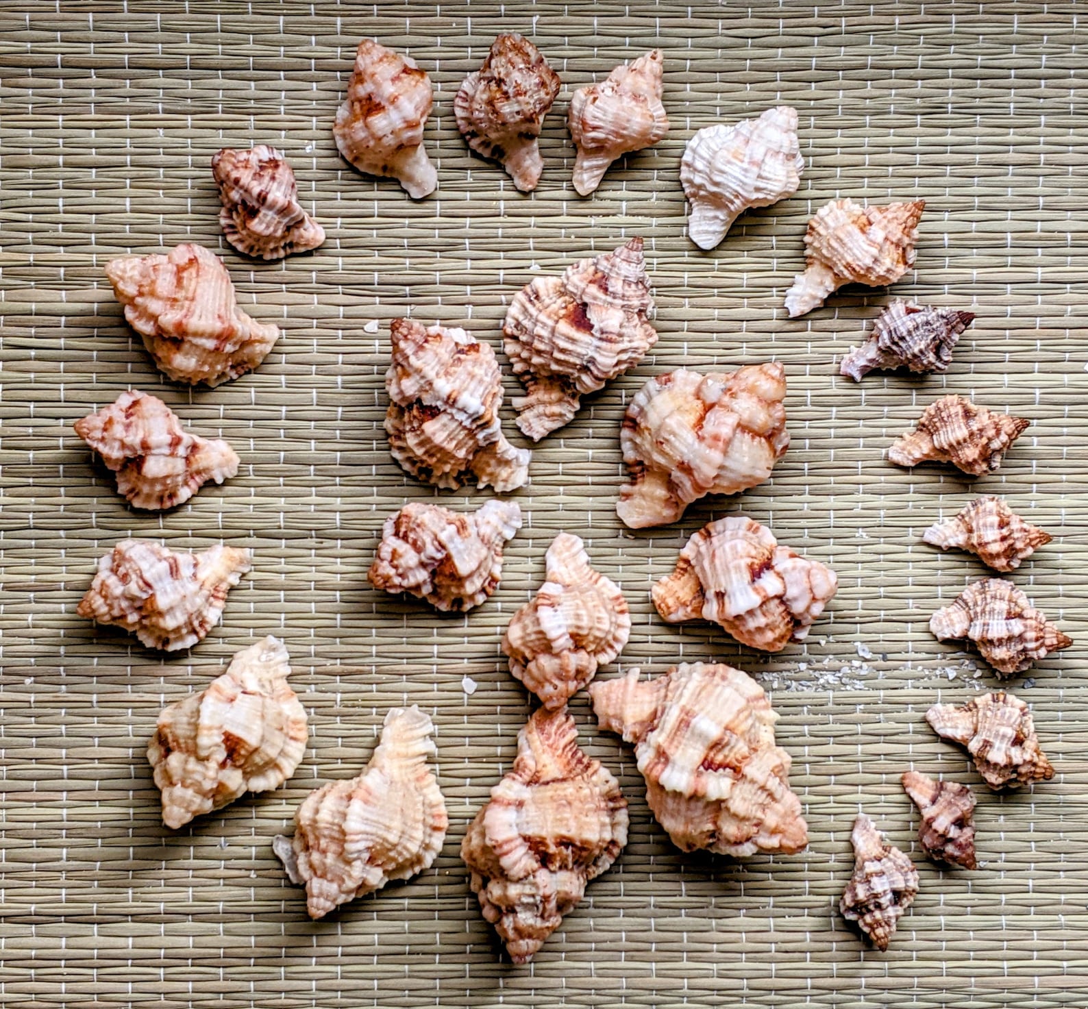 Apple Murex Shells (2 Pcs), Florida Seashells - Etsy