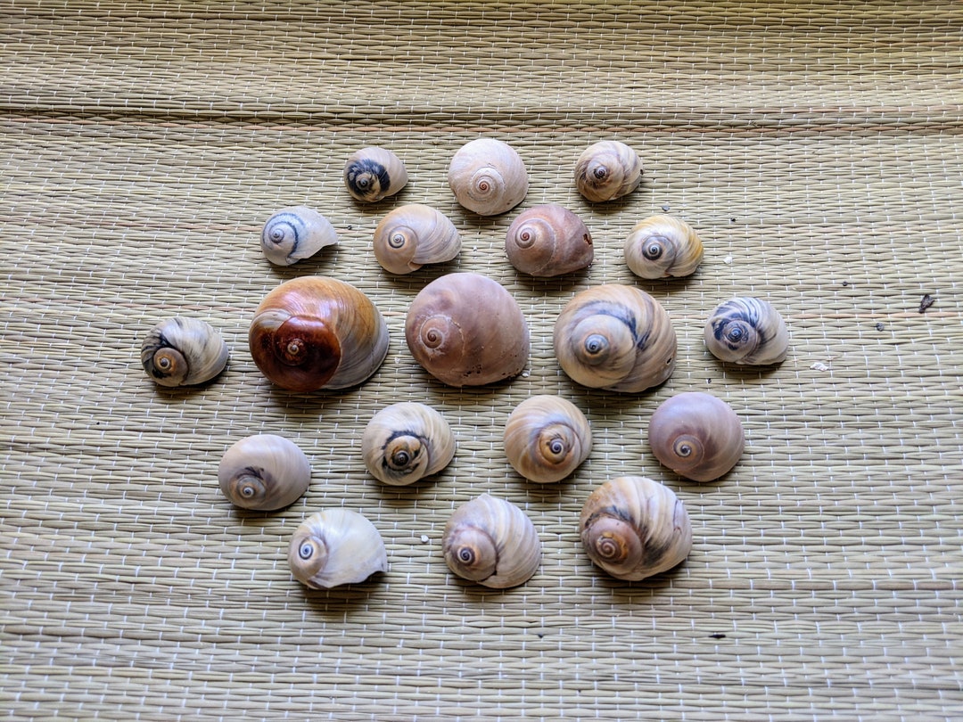 Shark Eye Moon Snail, Hermit Crab Shell - Etsy