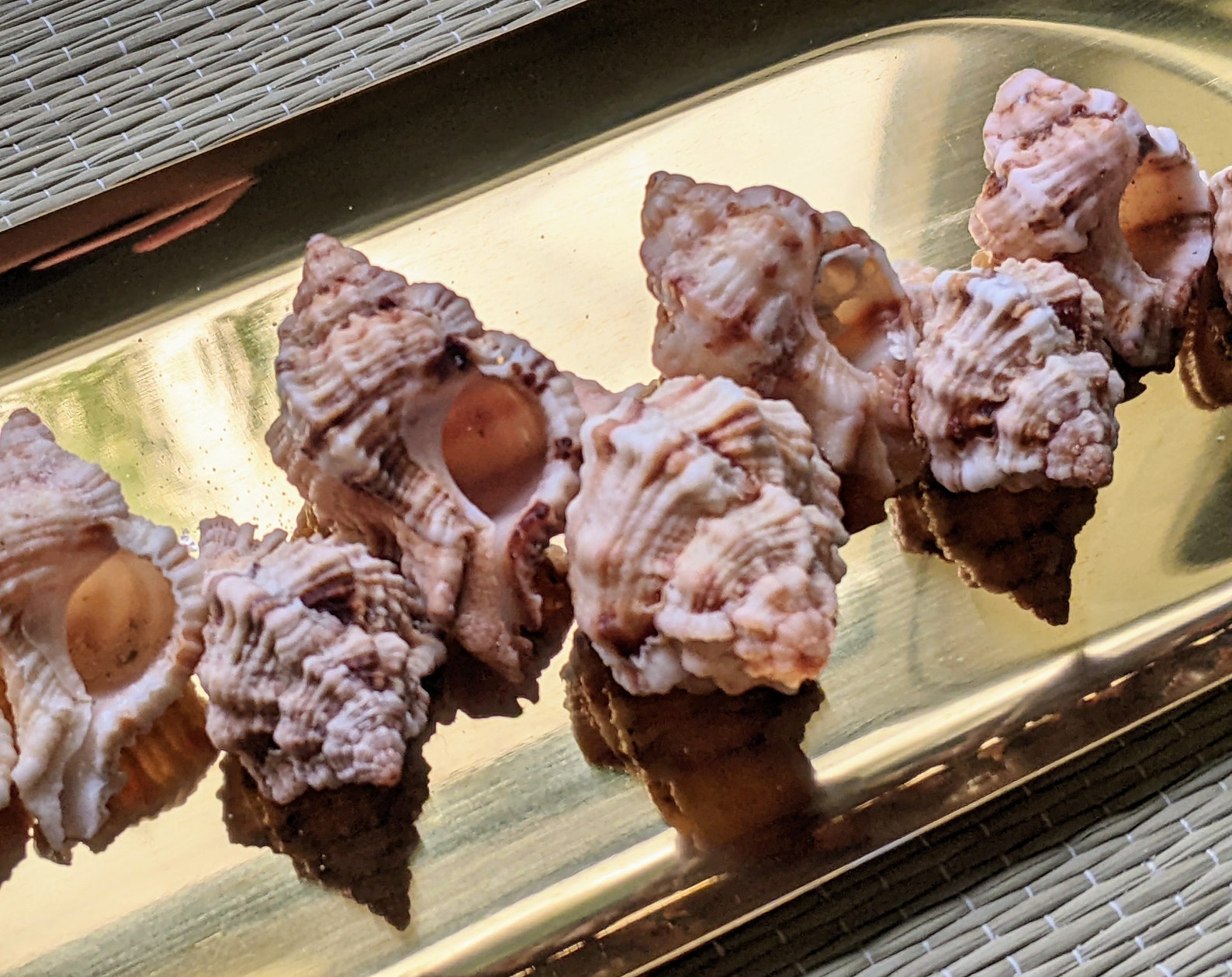 Apple Murex Shells (2 Pcs), Florida Seashells - Etsy