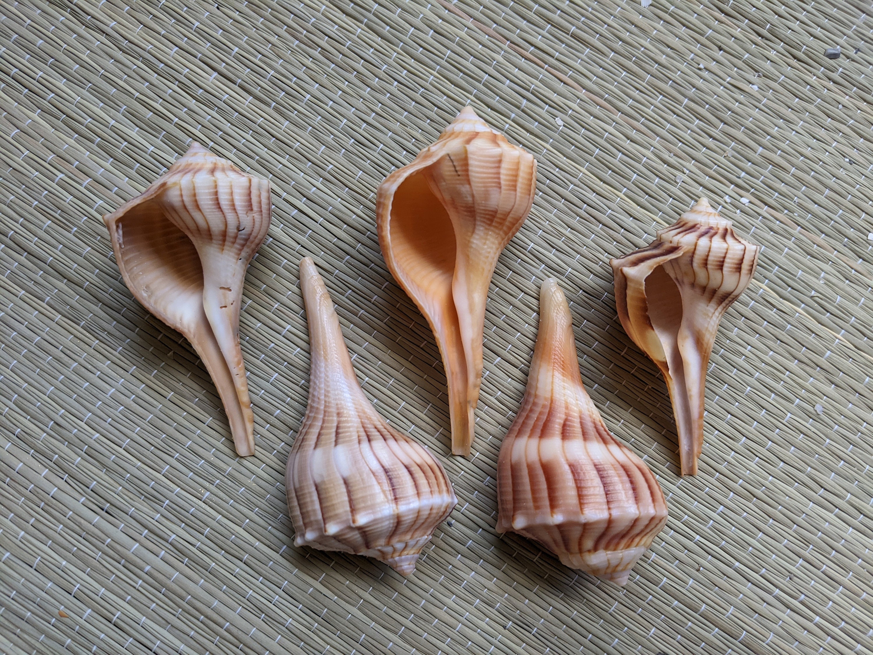 1/2 Lb Bulk Lightning Whelk Seashells, Bulk Seashells, Seashells for ...