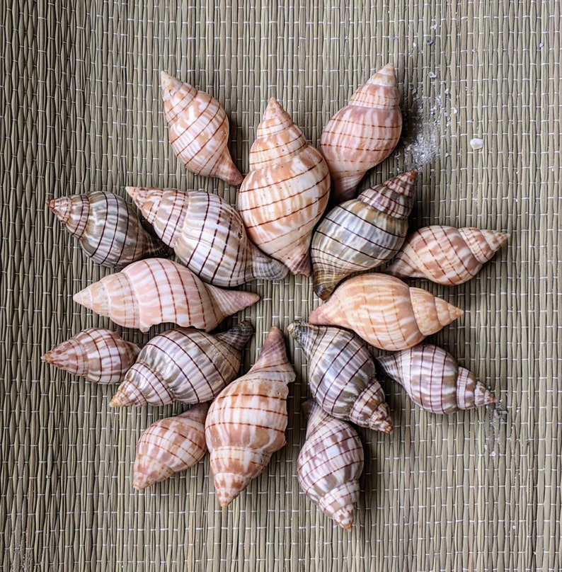 Banded Tulip Shells (2 Pcs), Florida Seashells, Bulk Seashells - Etsy