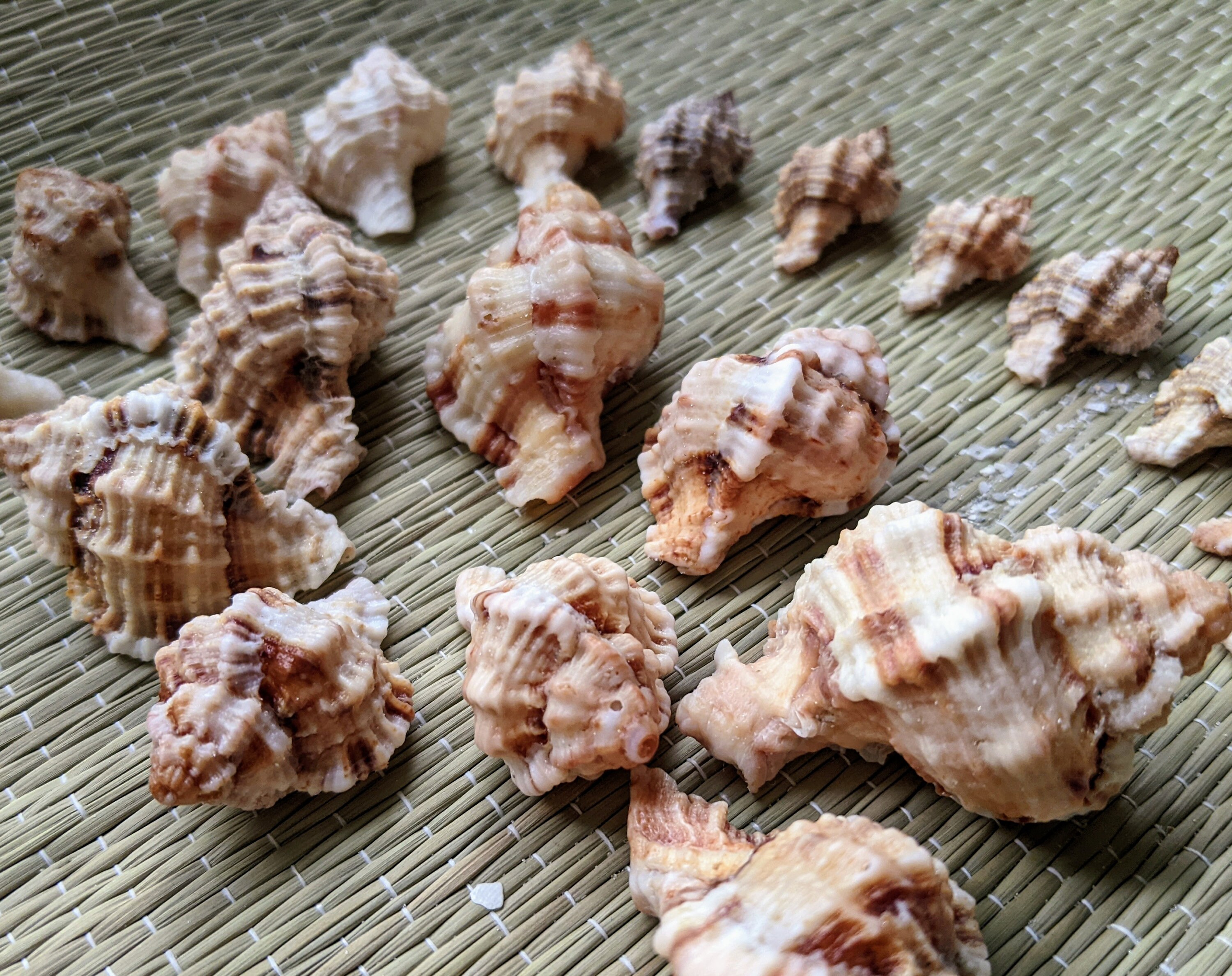 Apple Murex Shells (2 Pcs), Florida Seashells - Etsy