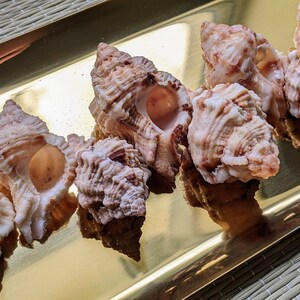 Apple Murex Shells (2 Pcs), Florida Seashells - Etsy