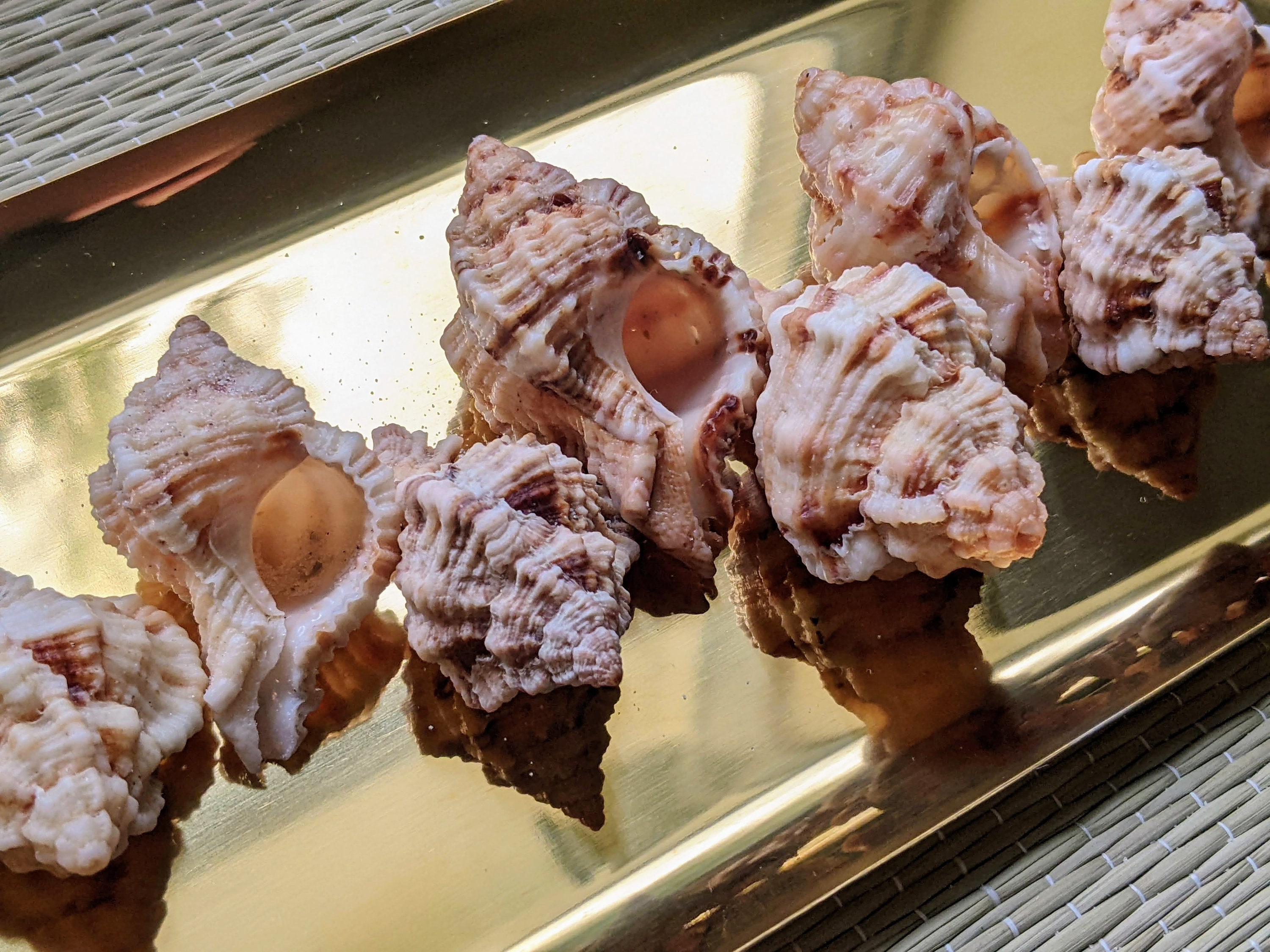 Apple Murex Shells (2 Pcs), Florida Seashells - Etsy