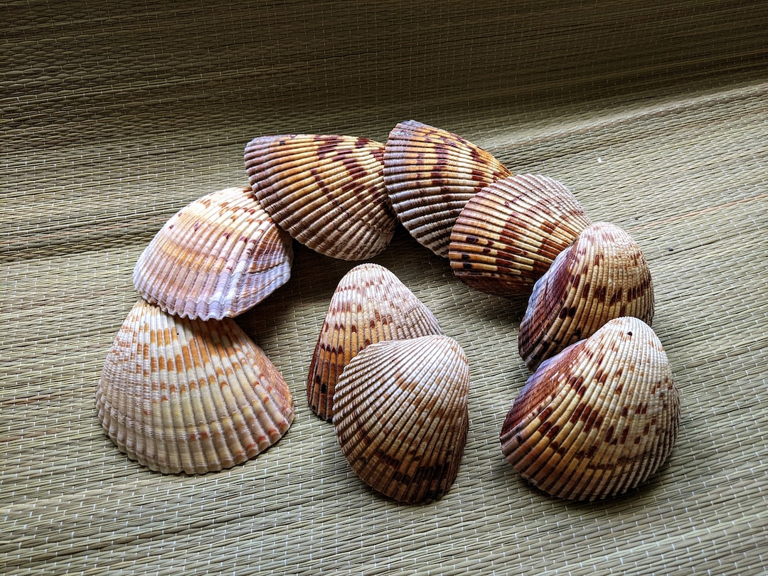 Giant Atlantic Cockle Shell - Etsy