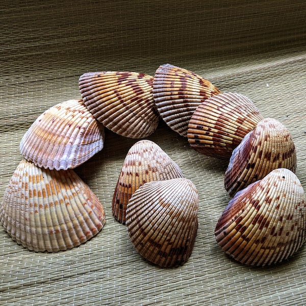 Cockle Shell - Etsy