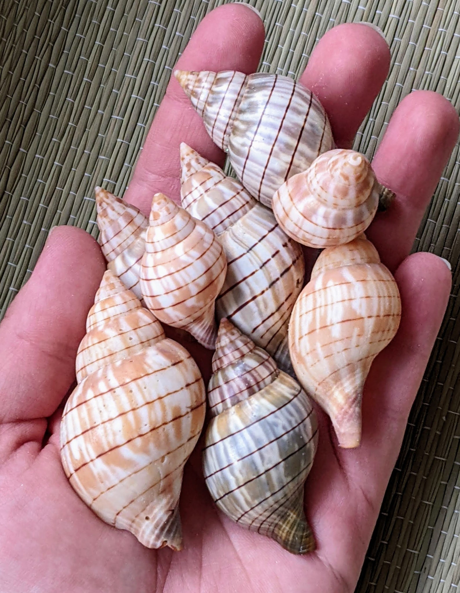 Banded Tulip Shells (2 Pcs), Florida Seashells, Bulk Seashells - Etsy