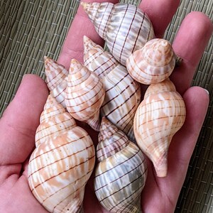 Banded Tulip Shells (2 Pcs), Florida Seashells, Bulk Seashells - Etsy