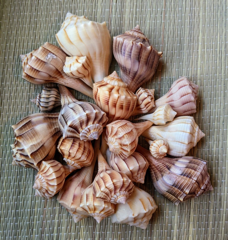 1/2 Lb Bulk Lightning Whelk Seashells, Bulk Seashells, Seashells for ...