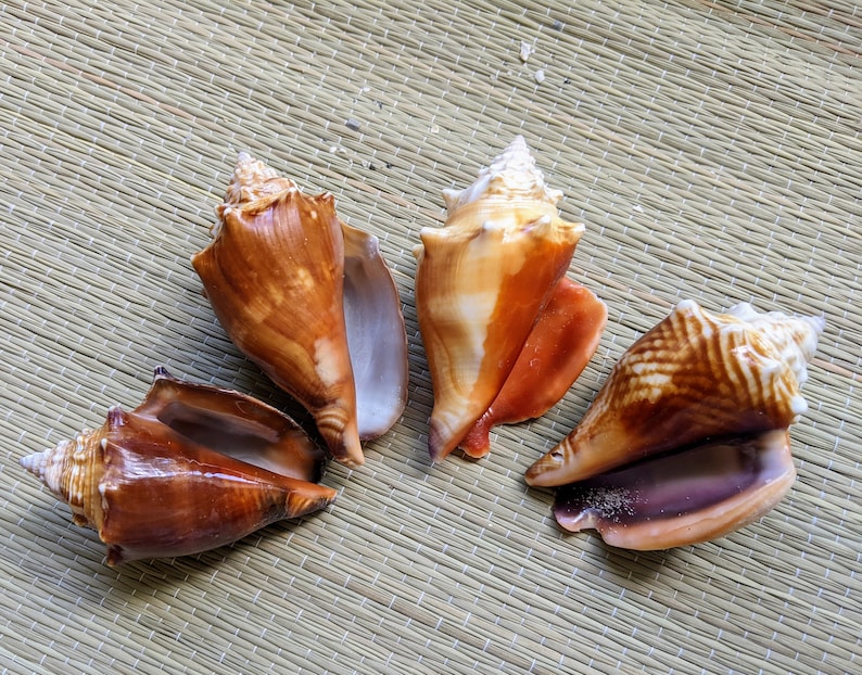 Florida Fighting Conchs, Seashells, 2pcs - Etsy