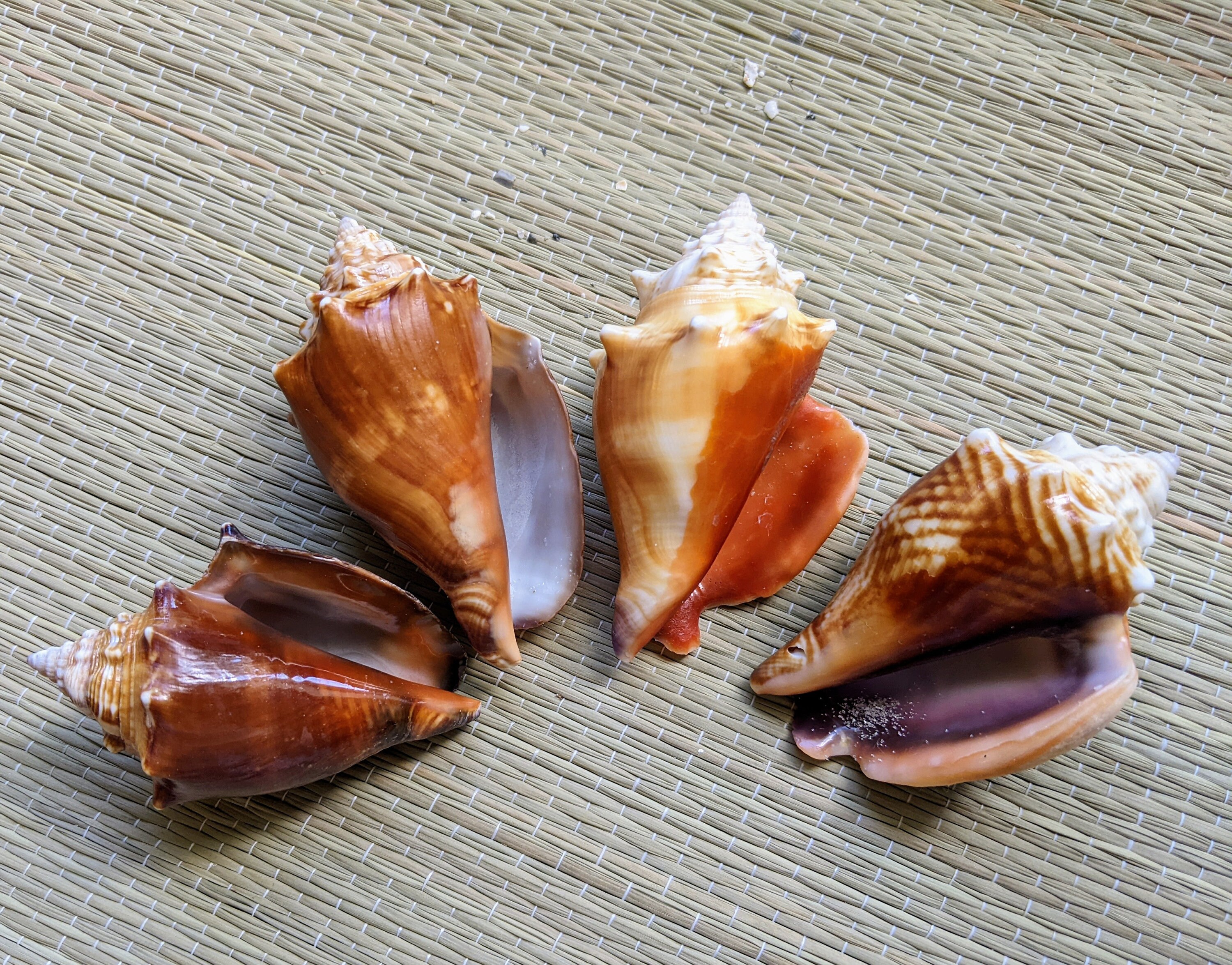 Florida Fighting Conchs, Seashells, 2pcs - Etsy
