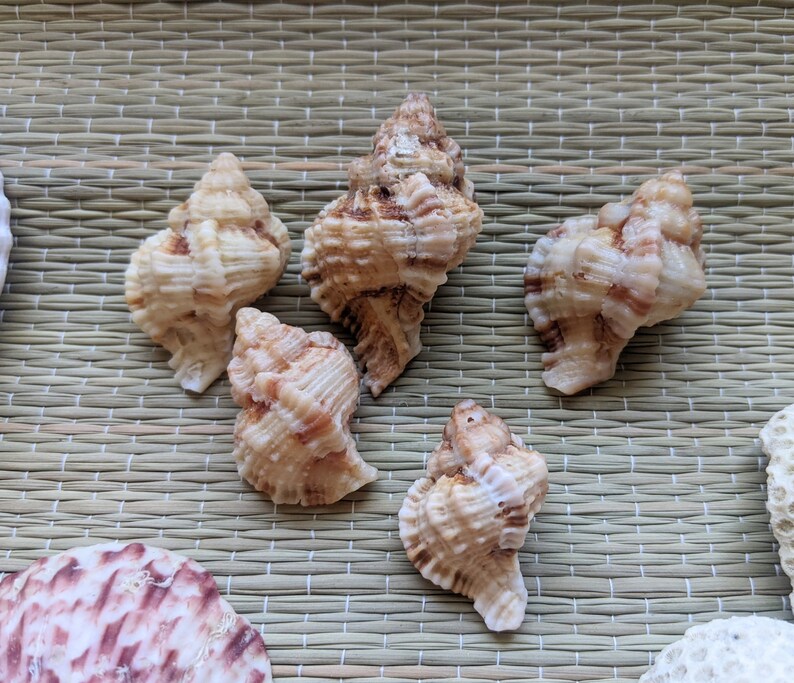 Florida Seashell Mystery Box, Seashell Mystery Box, Bulk Seashells, Seashell Collection - Etsy