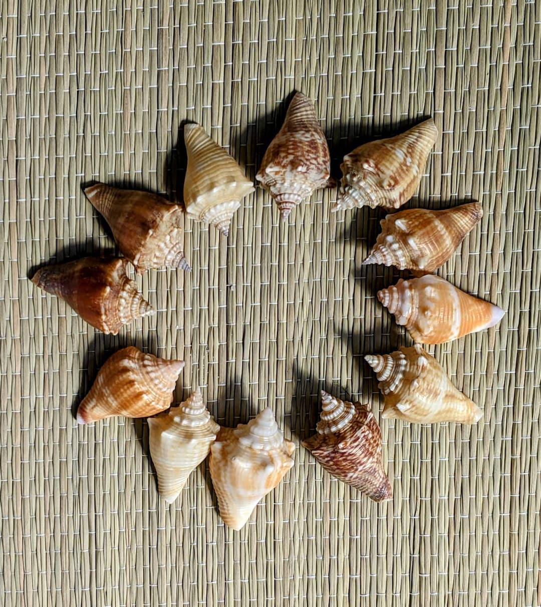 Set of 5 Baby Florida Fighting Conch Shells, Sanibel Seashells - Etsy
