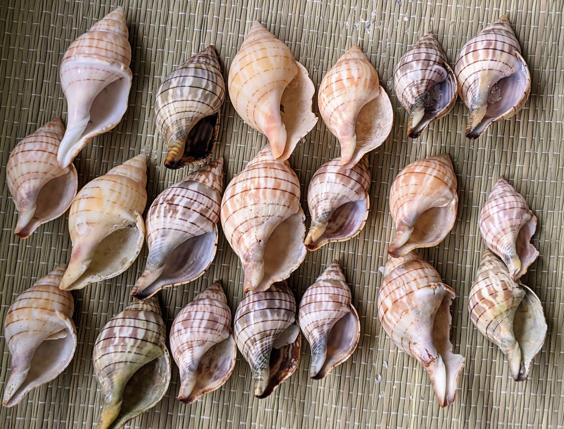 Banded Tulip Shells (2 Pcs), Florida Seashells, Bulk Seashells - Etsy
