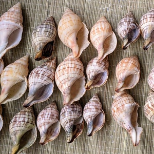 Banded Tulip Shells (2 Pcs), Florida Seashells, Bulk Seashells - Etsy