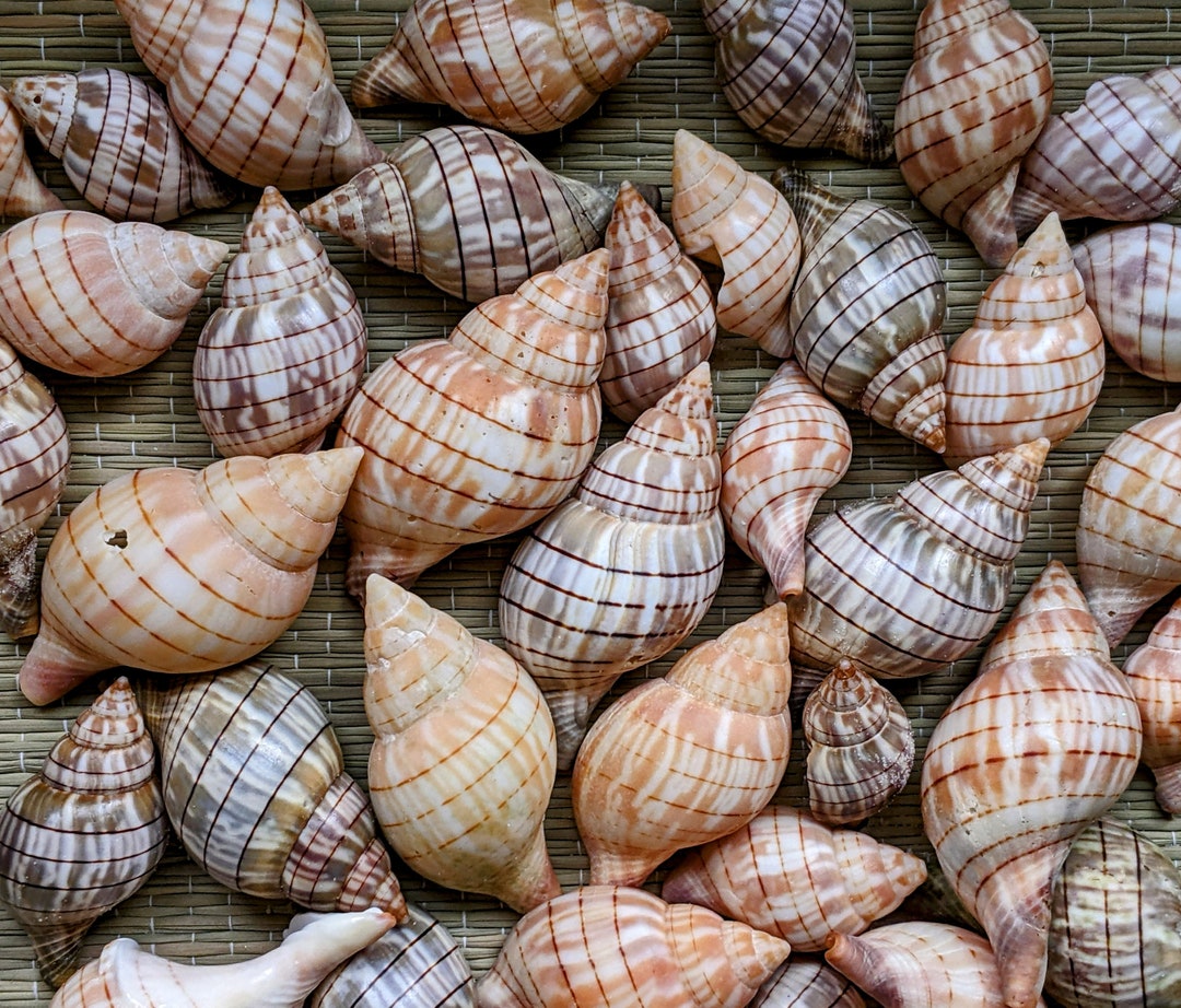 Banded Tulip Shells (2 Pcs), Florida Seashells, Bulk Seashells - Etsy