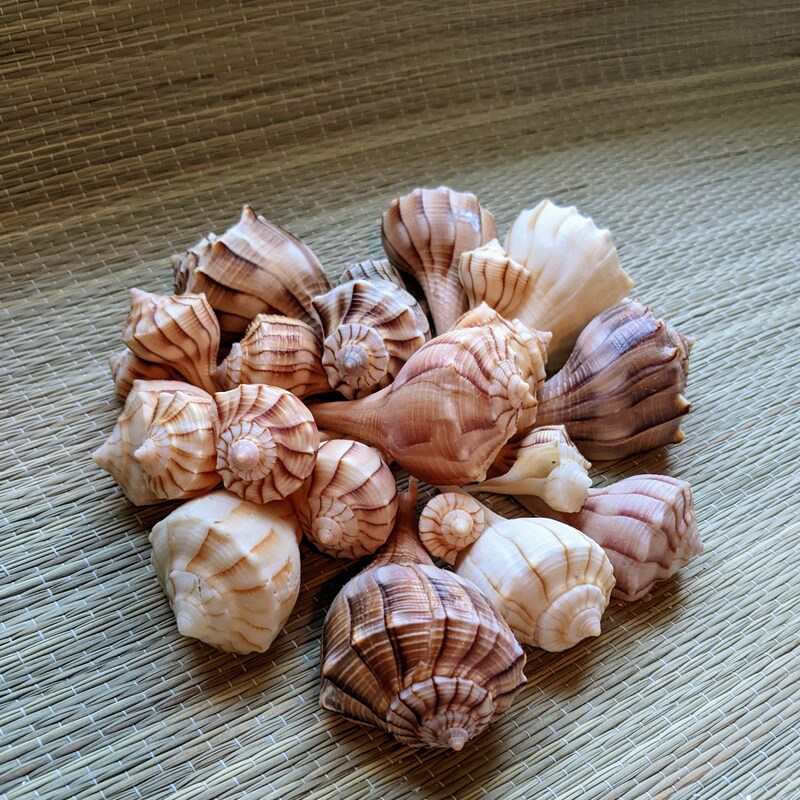 Florida Whelk Shell - Etsy