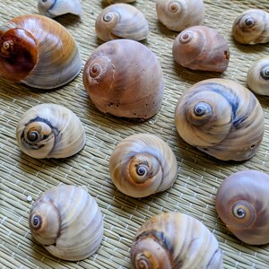 Shark Eye Moon Snail, Hermit Crab Shell - Etsy