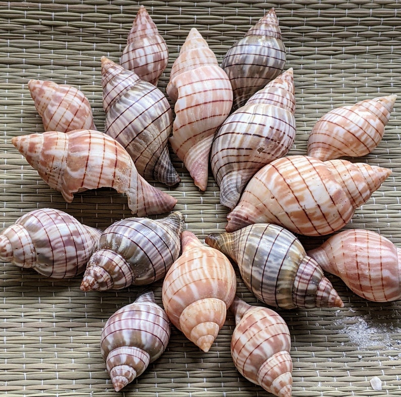 Banded Tulip Shells (2 Pcs), Florida Seashells, Bulk Seashells - Etsy