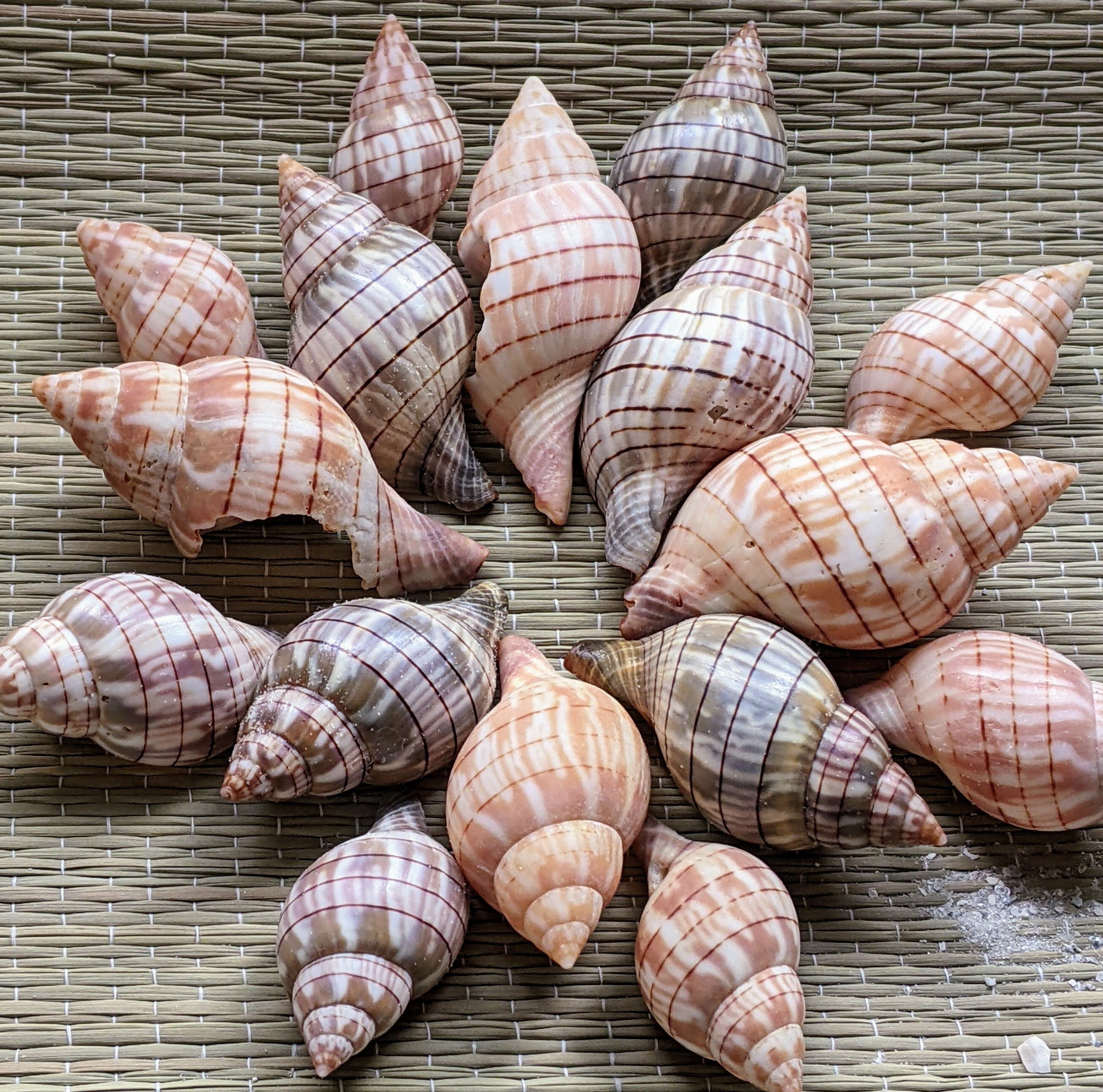 Banded Tulip Shells (2 Pcs), Florida Seashells, Bulk Seashells - Etsy