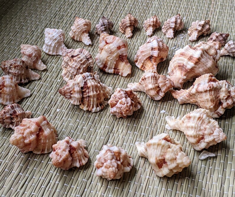 Apple Murex Shells (2 Pcs), Florida Seashells - Etsy