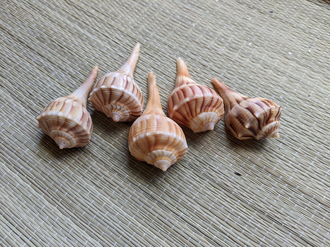Lightning Whelk Shell (individual Shell), Florida Seashells, Bulk ...