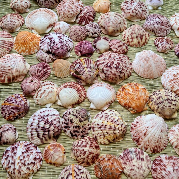 Bulk Seashells - Etsy