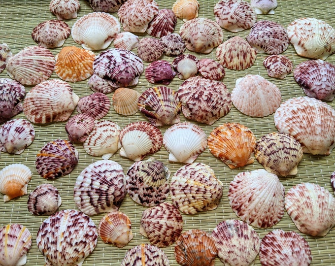 30 Calico Scallop Shells, Bulk Seashells - Etsy