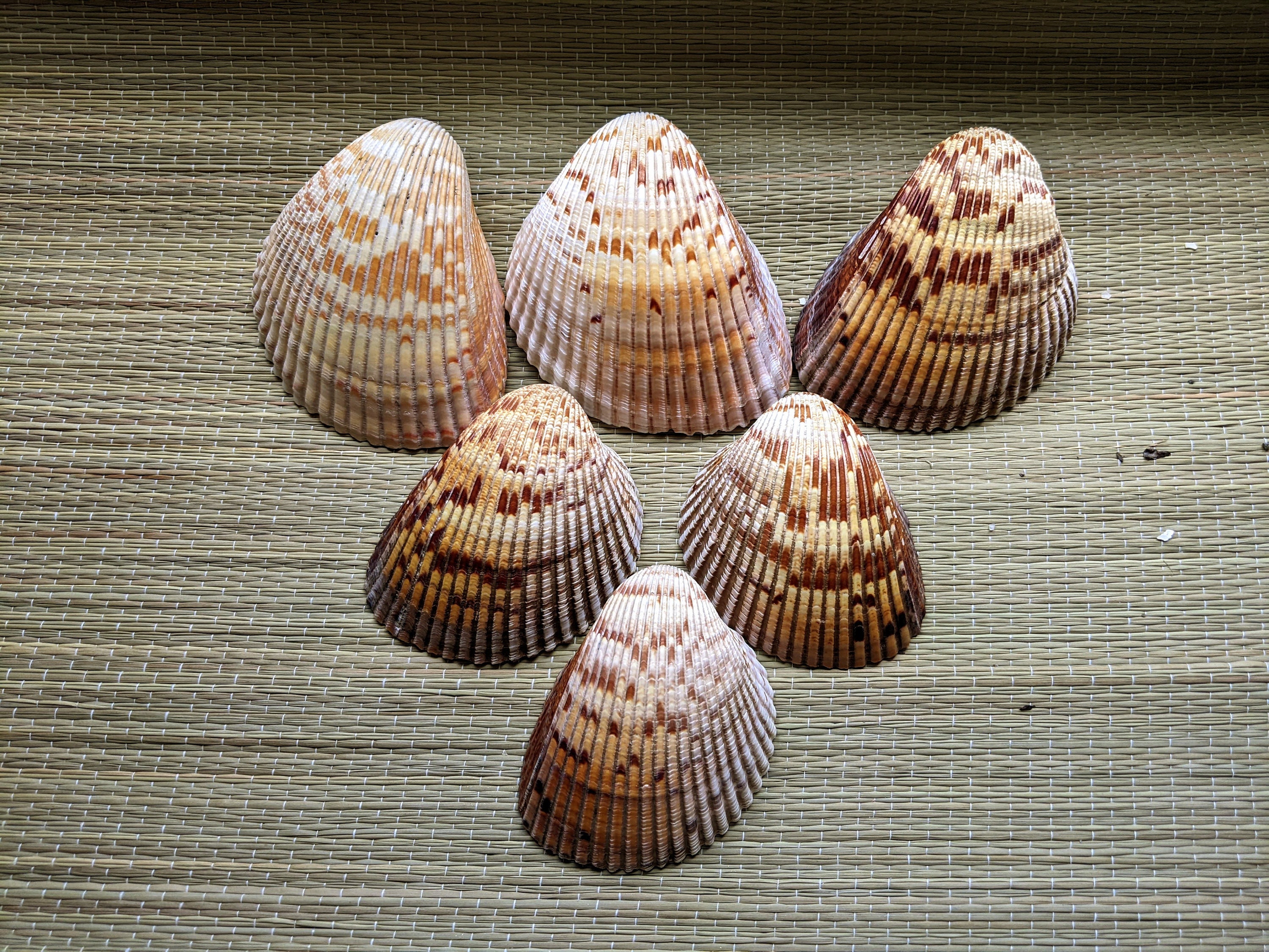 Giant Atlantic Cockle Shell - Etsy