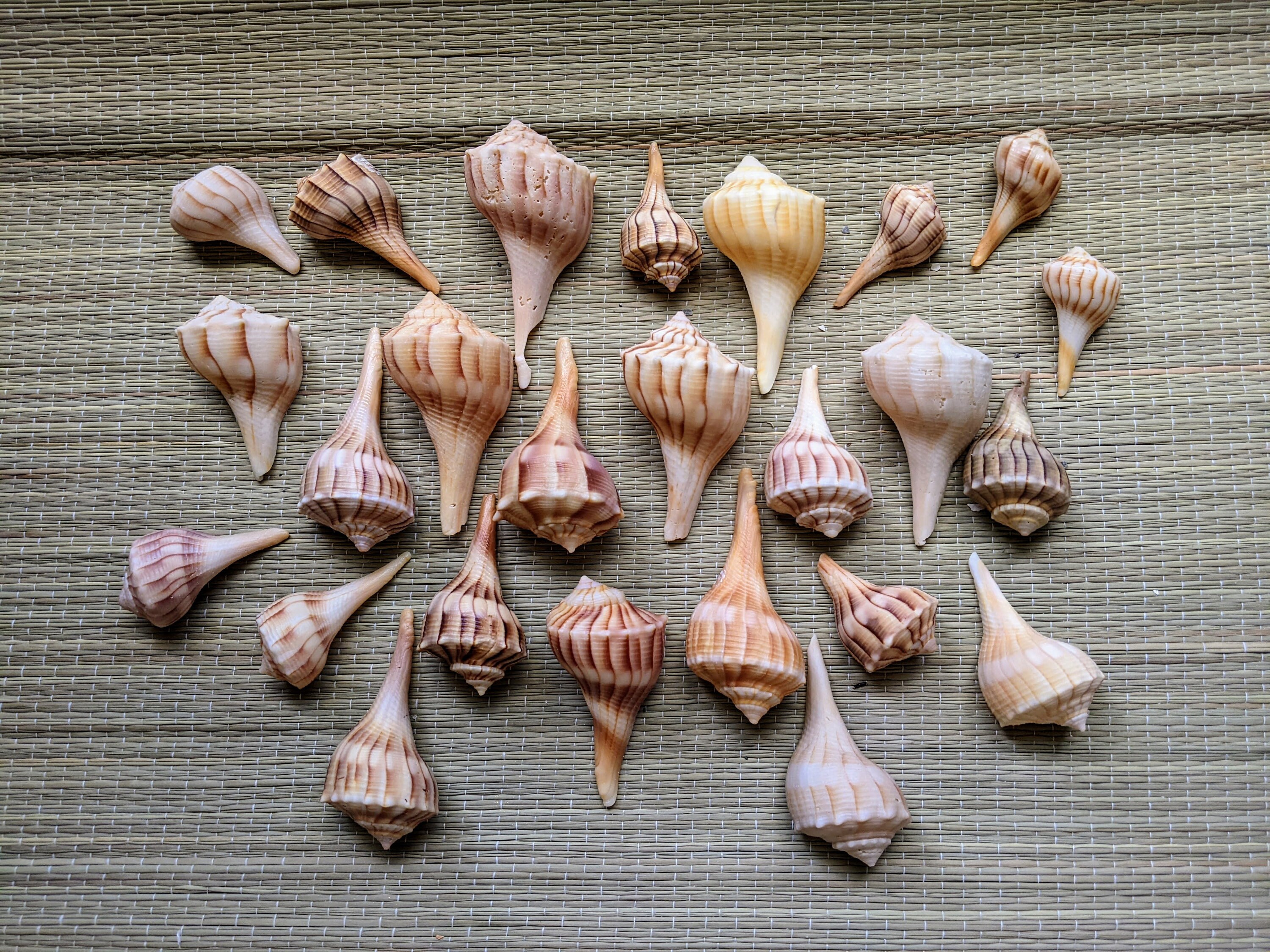 1/2 Lb Bulk Lightning Whelk Seashells, Bulk Seashells, Seashells for Crafting - Etsy