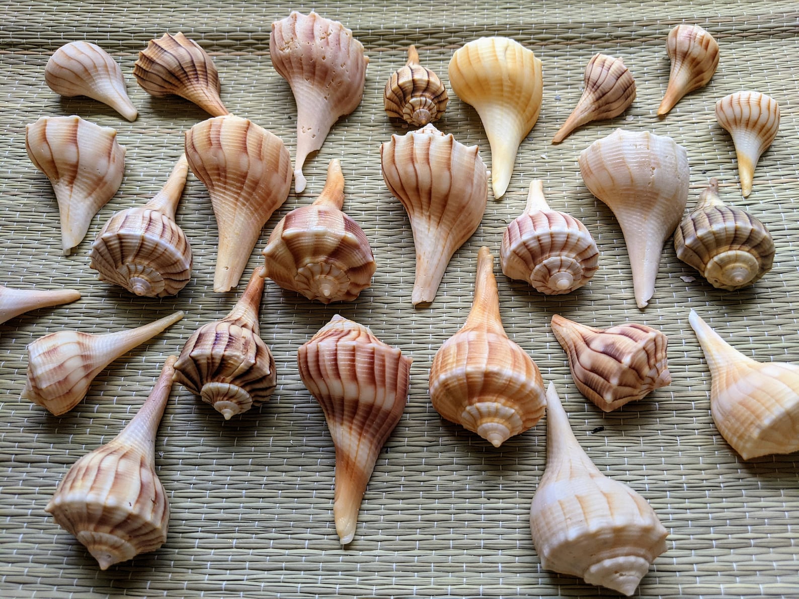 Lightning Whelk Shell (individual Shell), Florida Seashells, Bulk ...