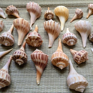 Lightning Whelk Shell (individual Shell), Florida Seashells, Bulk ...