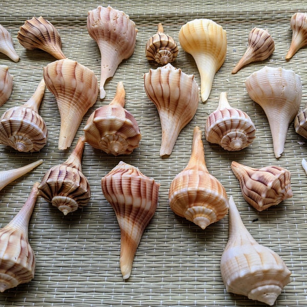 Bulk Seashells - Etsy