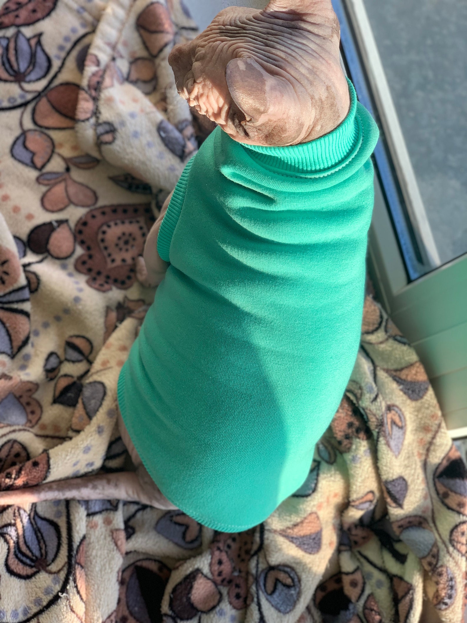 PDF Sewing Pattern Clothes for Cats DIY Clothes for Sphynx - Etsy