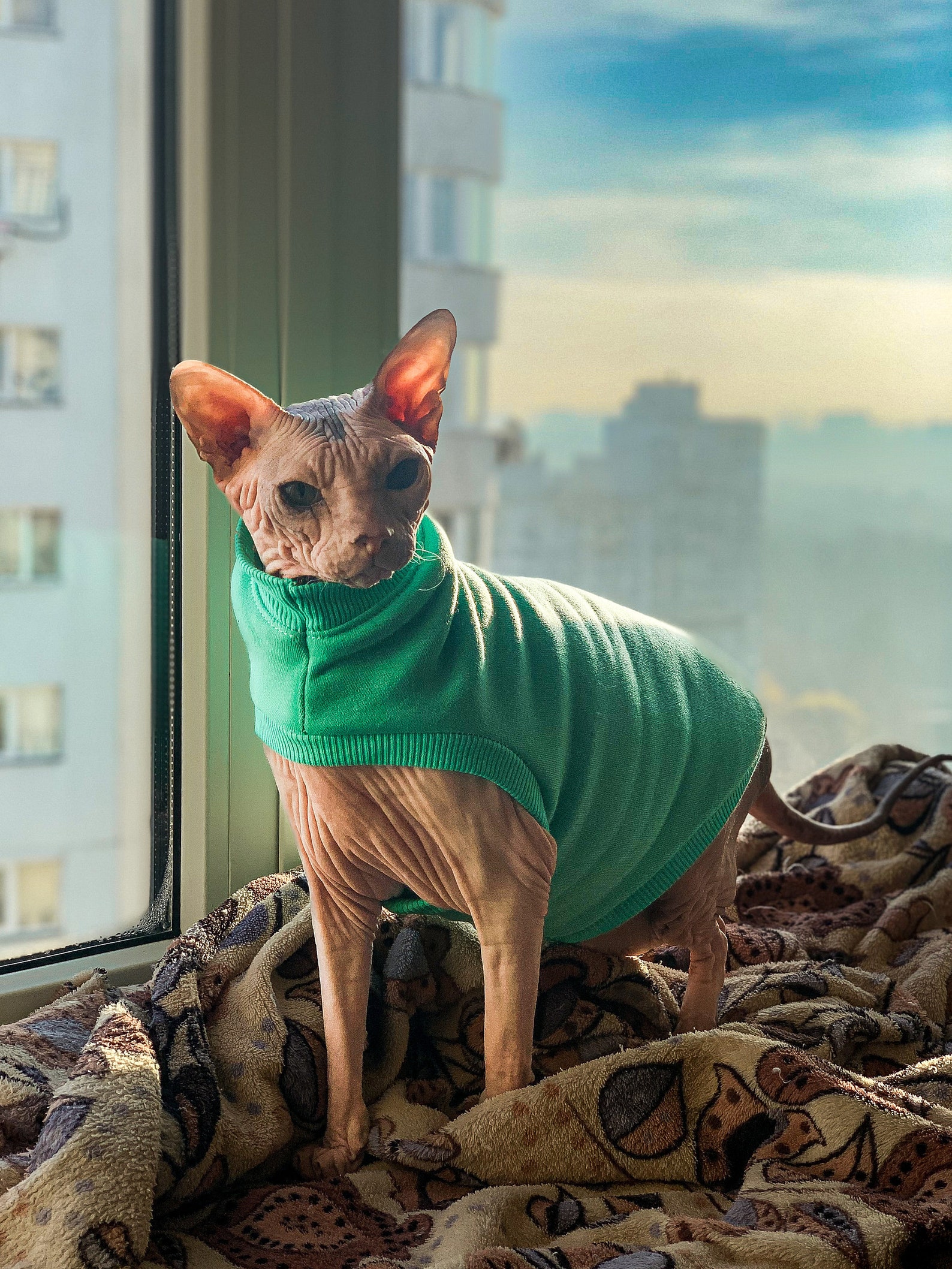 PDF Sewing Pattern Clothes for Cats, DIY Clothes for Sphynx, Two Sizes ...