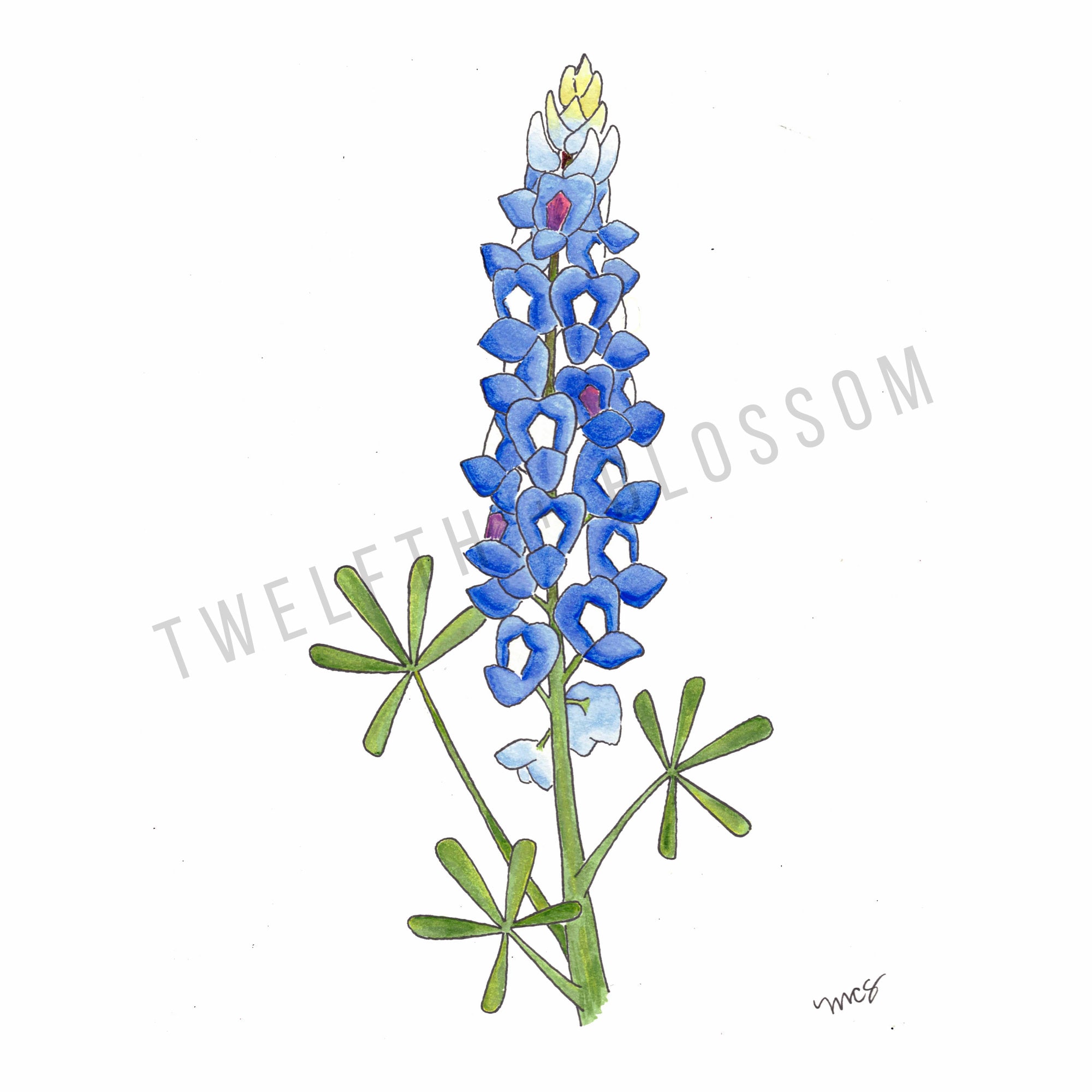 Digital Download Bluebonnet Painting Texas Bluebonnet Print - Etsy