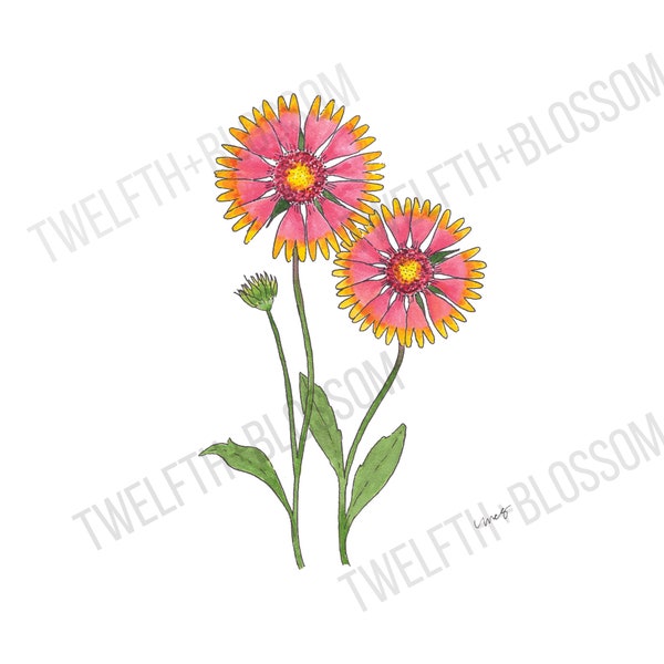 Texas Wildflower Print - Etsy