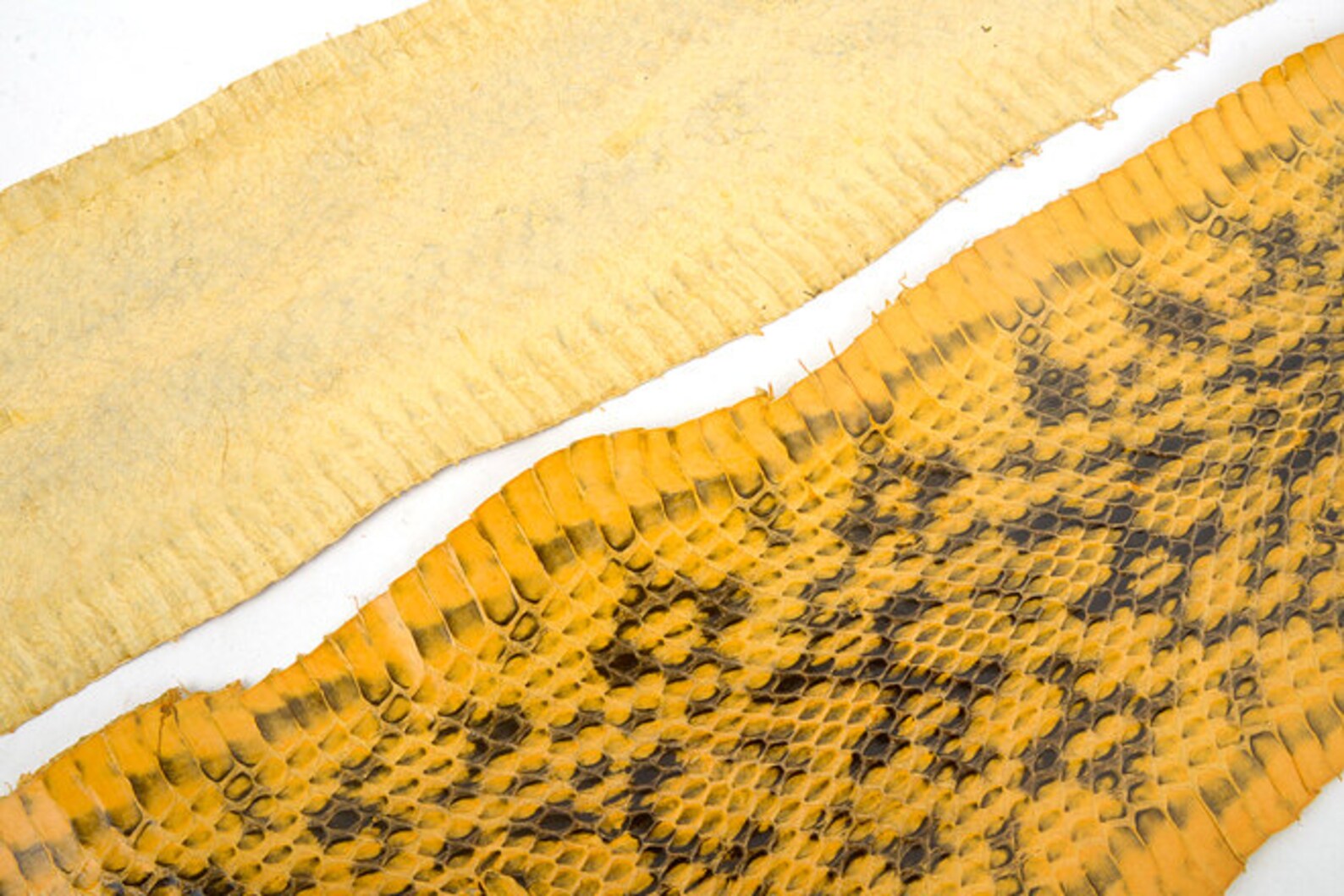Grossy Natural Yellow Water Snake Skin genuine Leather for | Etsy