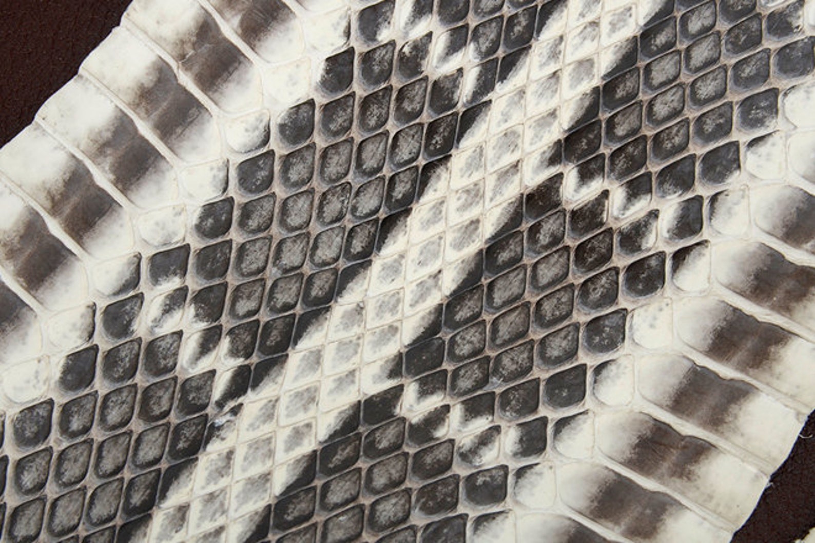 Grossy Natural - Water Snake Skin (genuine Leather) for Bookbinding ...