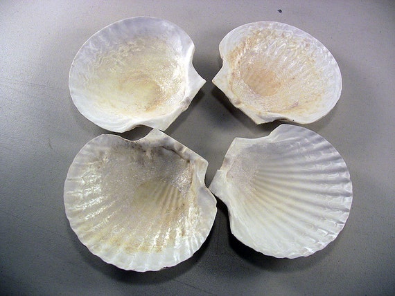 Vintage Sea Shell Bowls Natural Sea Shells Vintage Snack Tray - Etsy