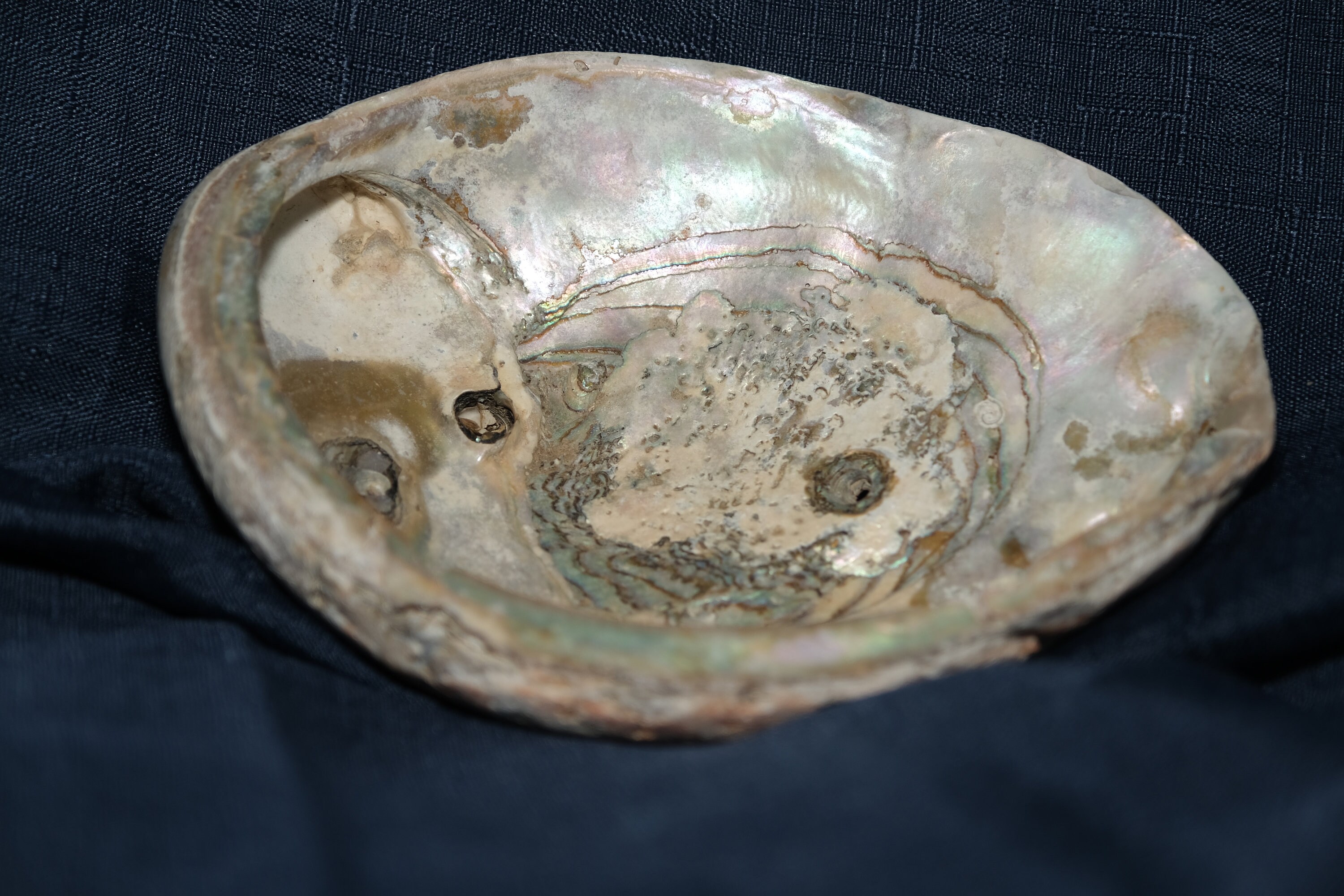 Vintage Large Seashell, Perfect for A Jewlery Dish or Home Accent - Etsy