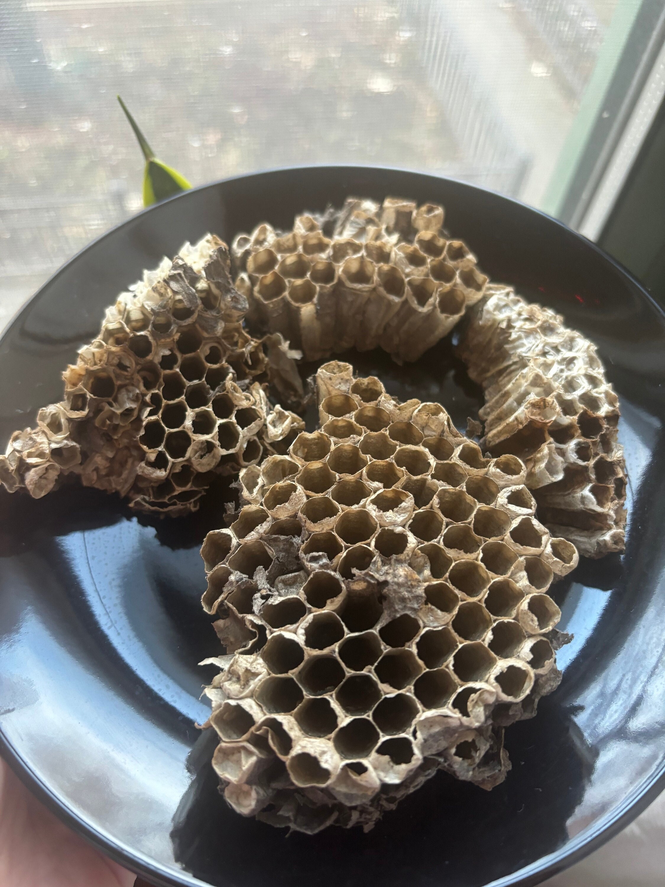 Wildcrafted Paper Wasp's Nest for Magick Spells Curio - Etsy