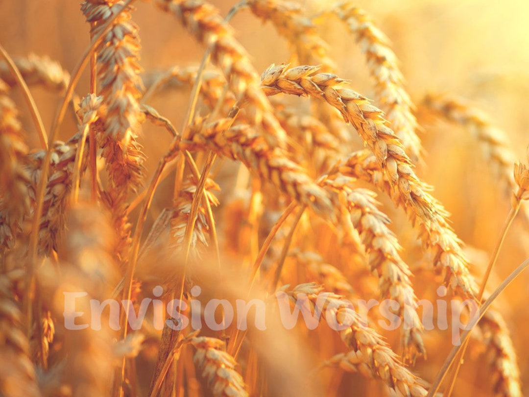 Harvest Wheat Church Powerpoint - Standard Size - Etsy