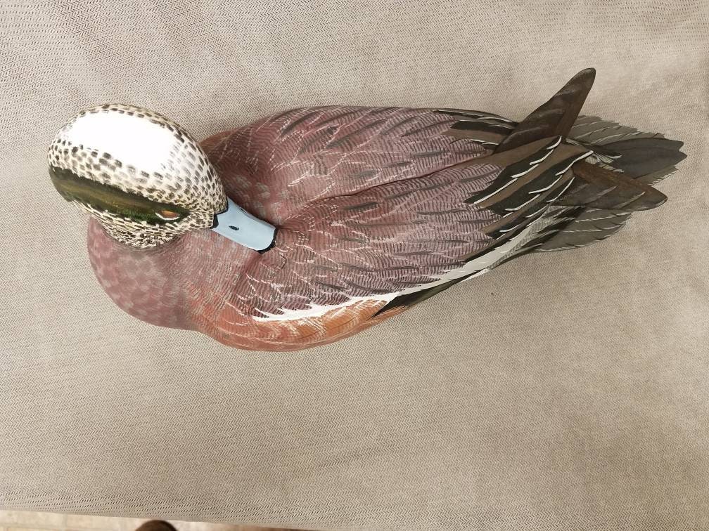 Wigeon, Preening - Etsy