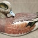 Wigeon, Preening - Etsy