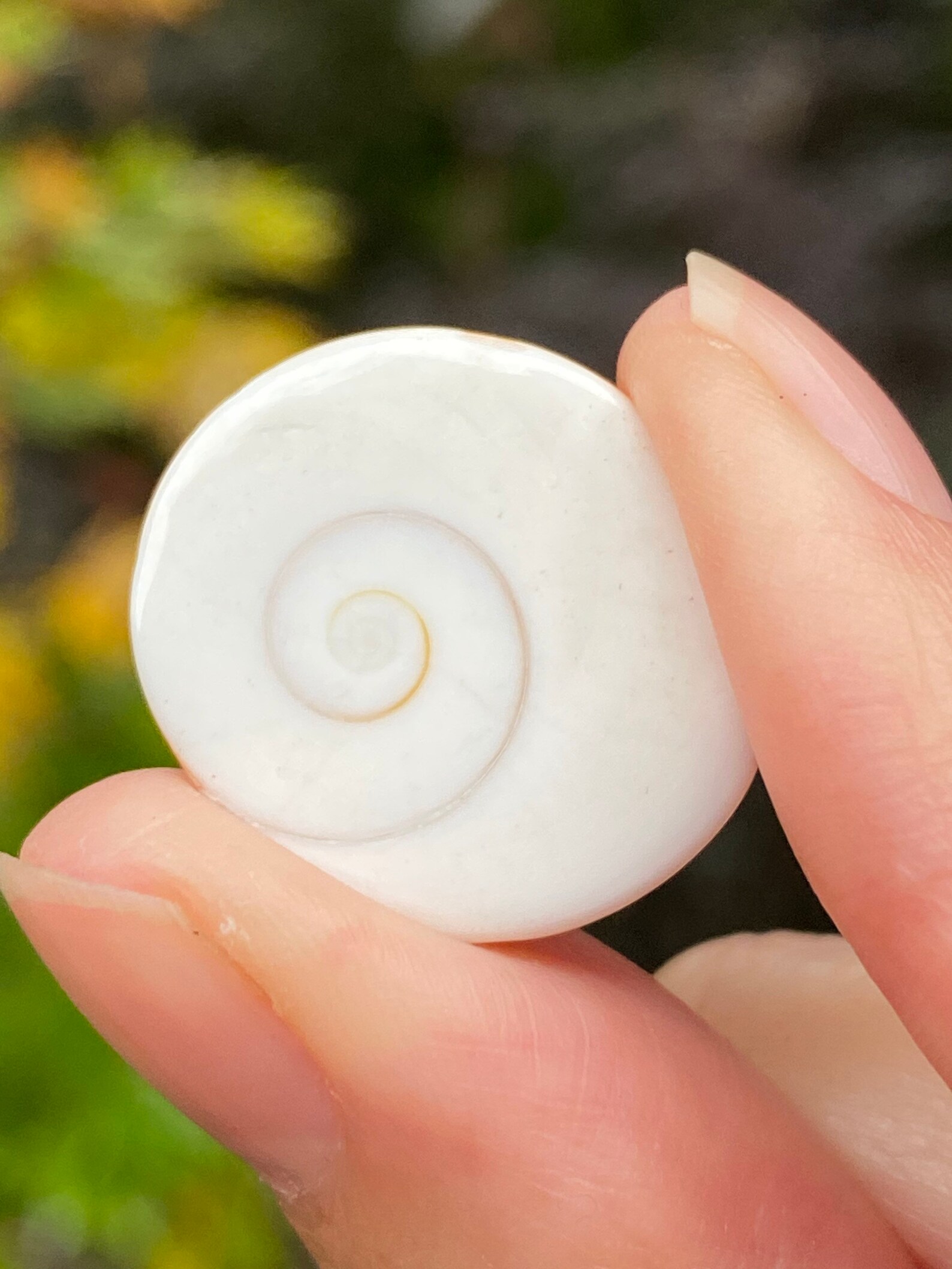 Shiva Shell Crystal AAA - Etsy