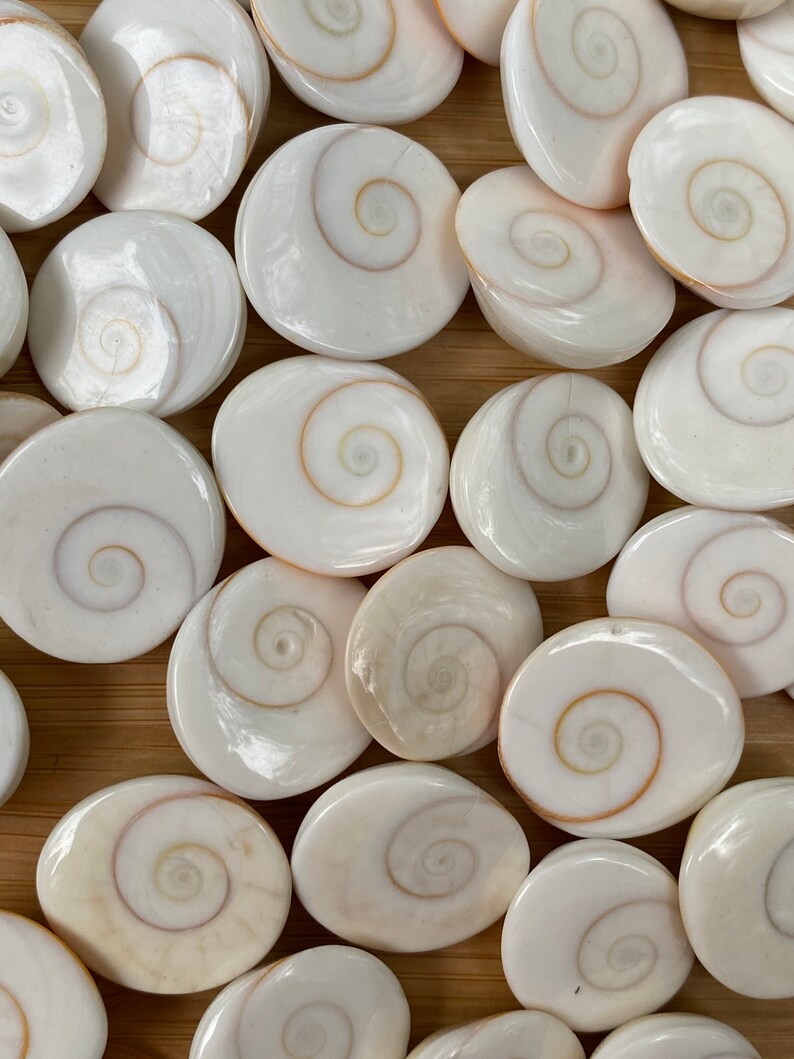 Shiva Shell Crystal AAA - Etsy