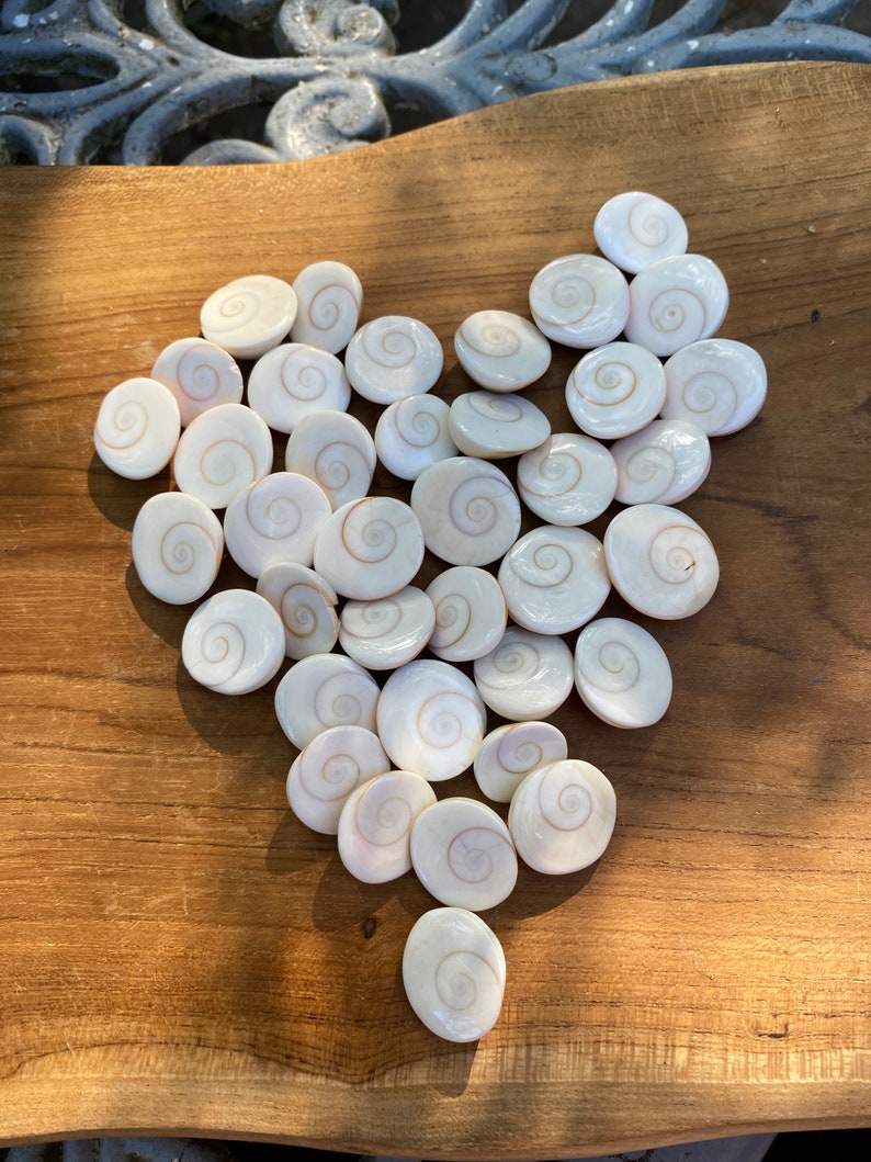 Shiva Shell Crystal AAA - Etsy