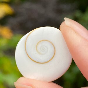 Shiva Shell Crystal AAA + - Etsy