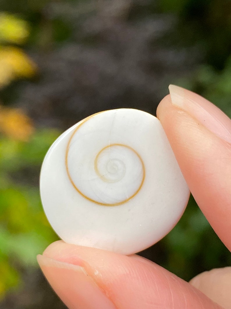 Shiva Shell Crystal AAA - Etsy